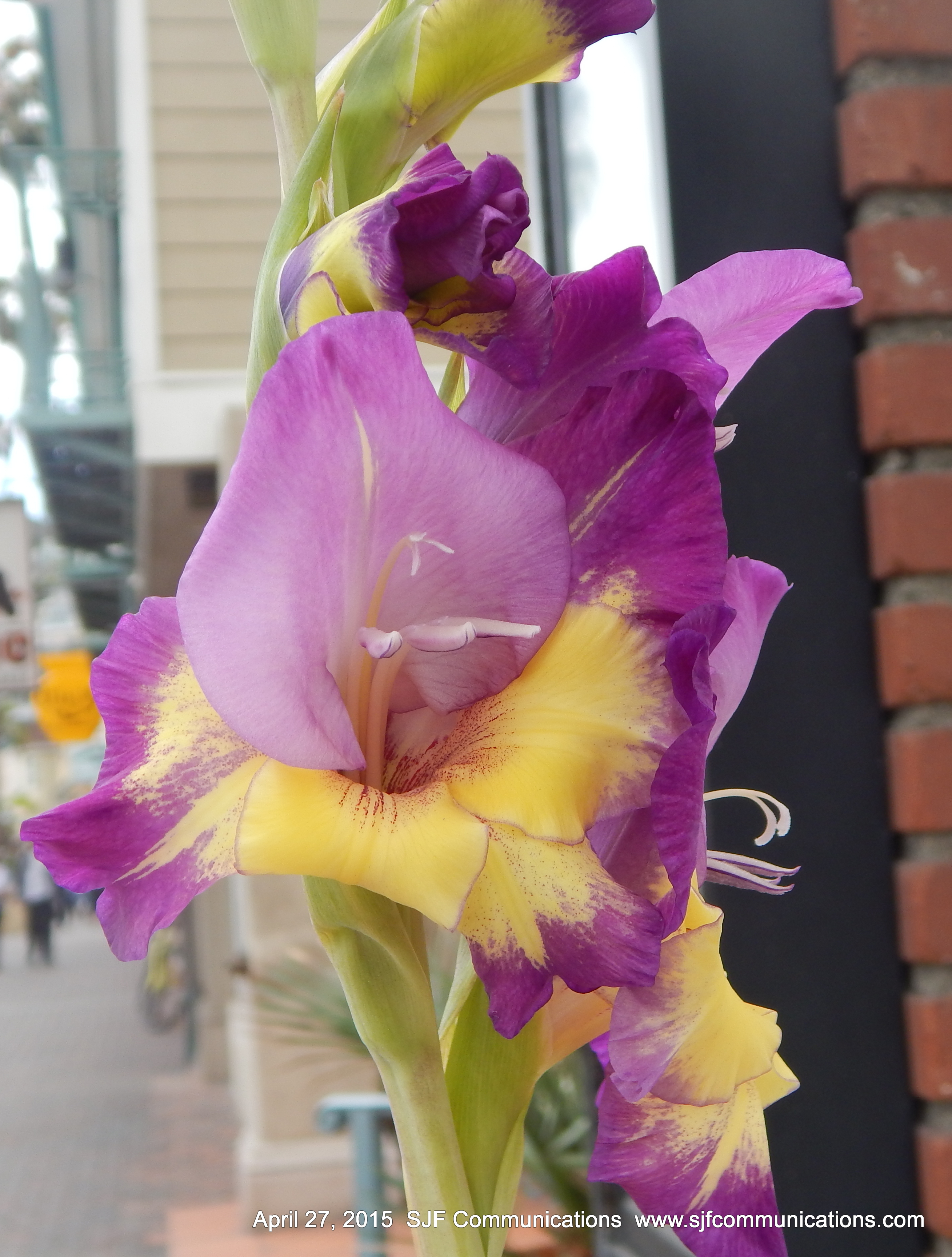 Ahoy ! My Solo Trip Adventure to Catalina Island! - SJF Communications ...