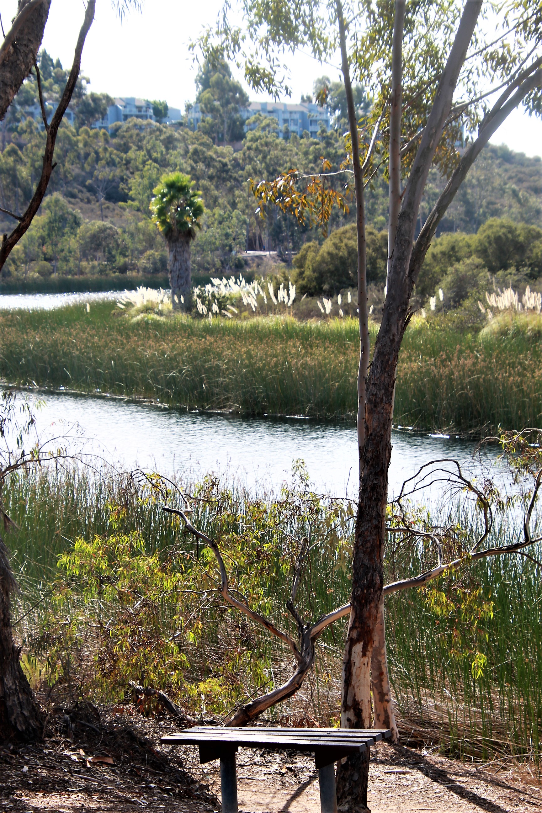Lake Miramar Loop Trail - SJF Communications - 'Creative Ideas ...