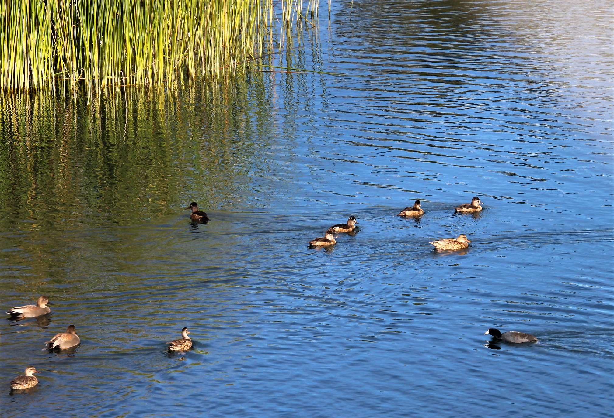 Lake Miramar Loop Trail - SJF Communications - 'Creative Ideas ...