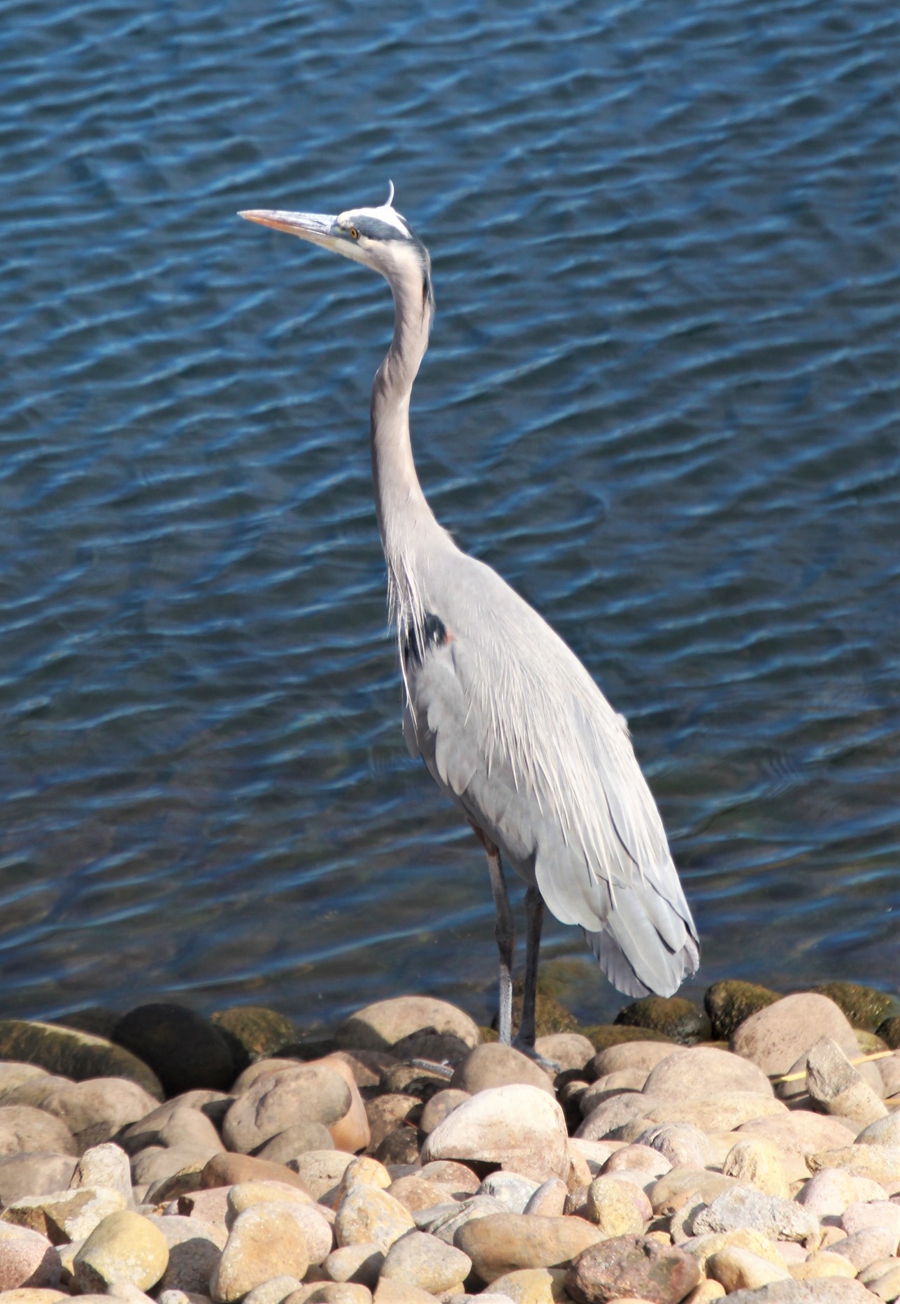 Lake Miramar Loop Trail - SJF Communications - 'Creative Ideas ...